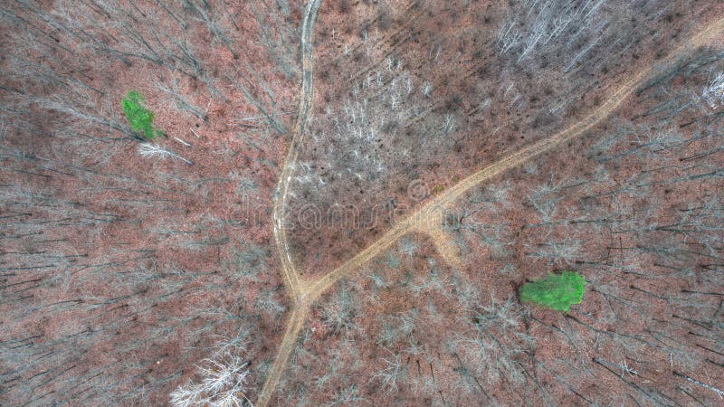 Forest in Early Spring. Trees in Leafless Condition Stock Photo - Image ...