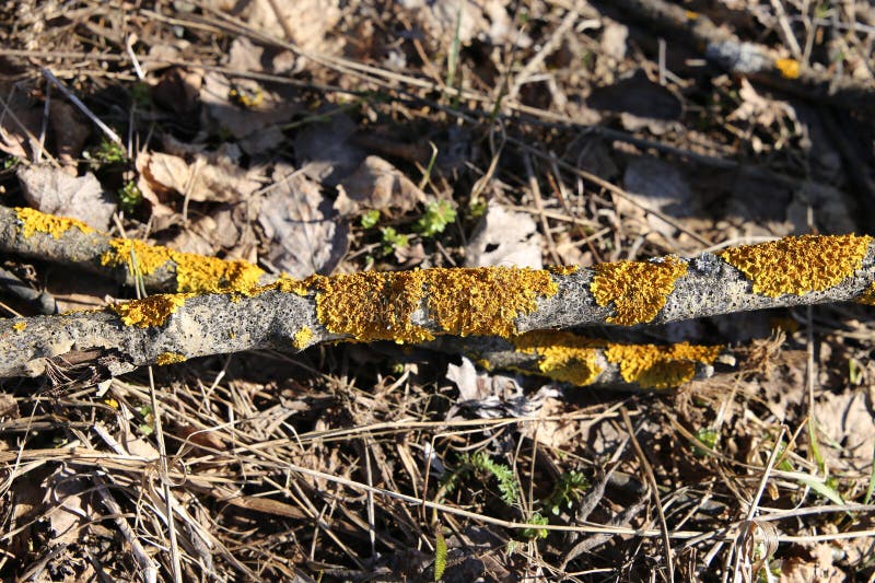 Forest in Early Spring:yellow Crustose Lichen Stock Photo - Image of ...