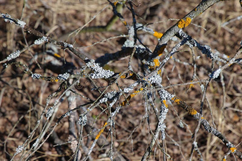 Forest in Early Spring:yellow Crustose Lichen Stock Image - Image of ...