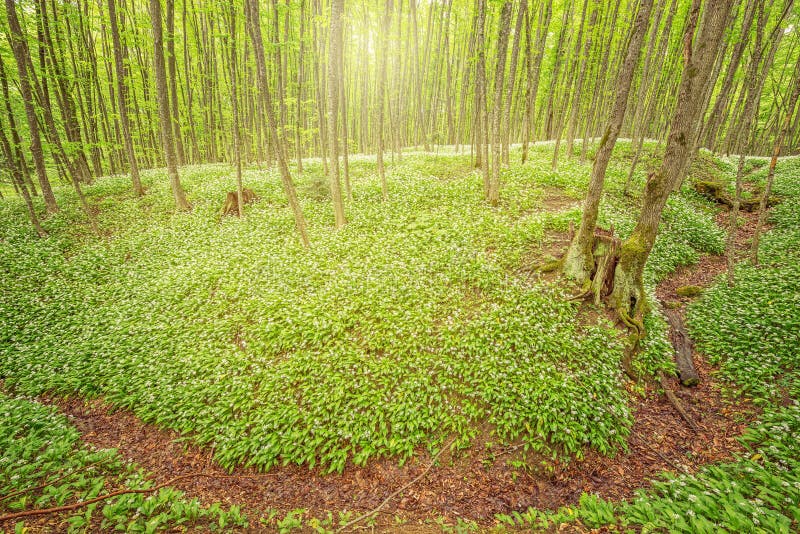 Forest at Early Sunset Time. Stock Image - Image of morning, foliage ...