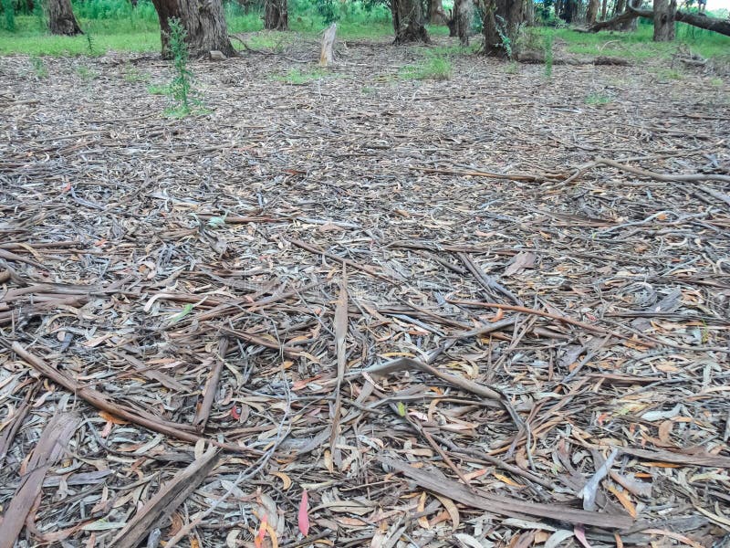 Forest on Easter Island. Dry Litter of Forest Stock Photo - Image of ...