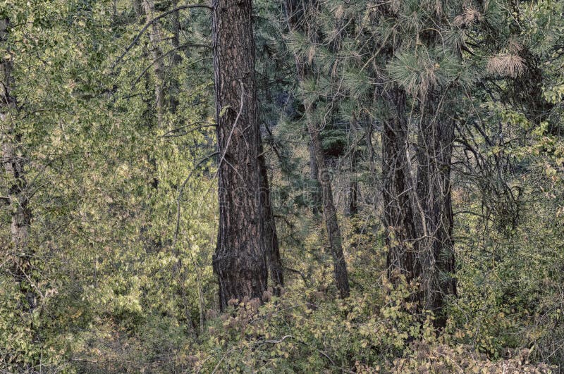 Forest in Eastern Washington Stock Photo - Image of environment, early ...