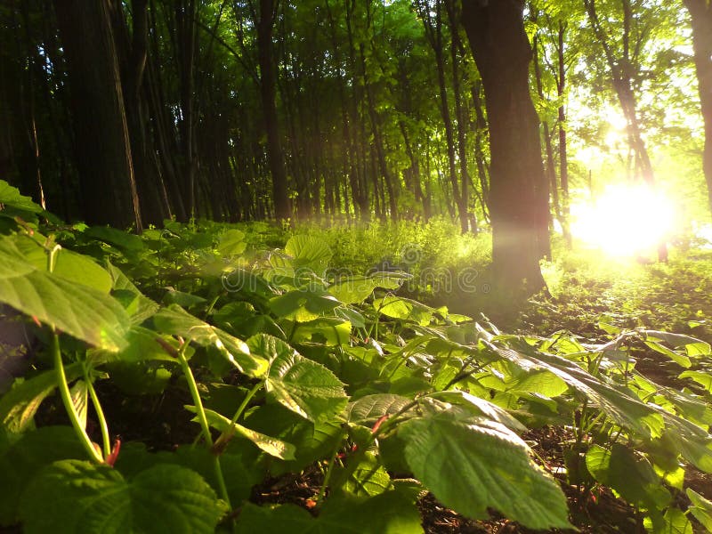 Forest eclipse stock image. Image of beam, herbs, branch - 40206501