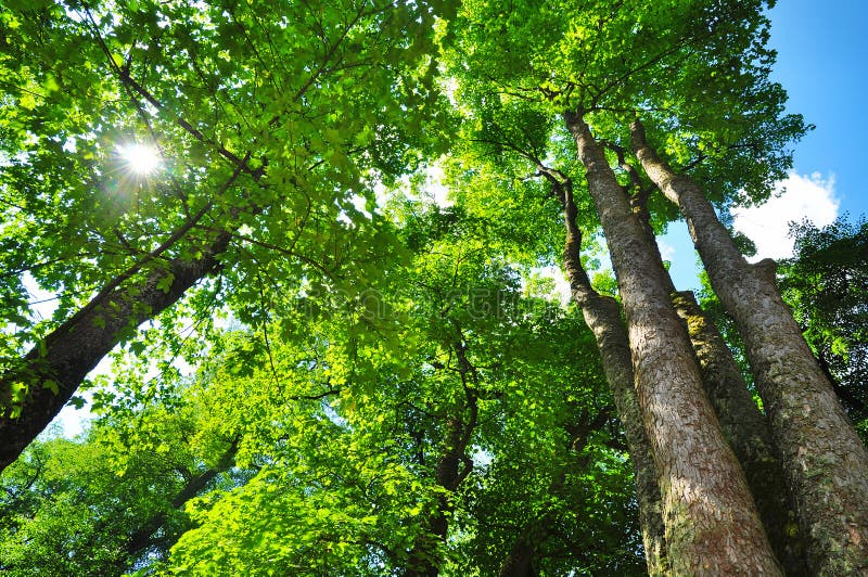 Forest ecosystem stock image. Image of trees, scenic - 67489263