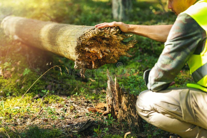 Forest Ecosystem - Forestry Worker Inspecting Old Fallen Tree Stock ...