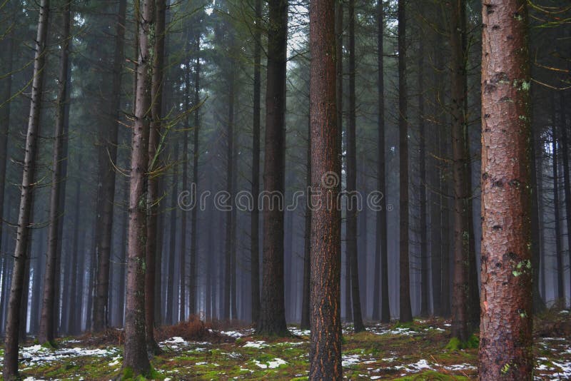 Forest, Ecosystem, Spruce Fir Forest, Woodland Picture. Image: 123399903