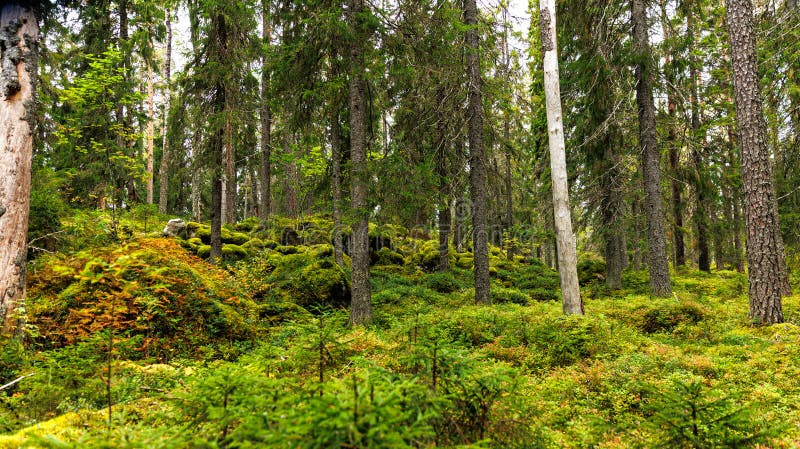 Forest Ecosystem with Trees, Shrubs, Diverse Flora and Vegetation Stock ...