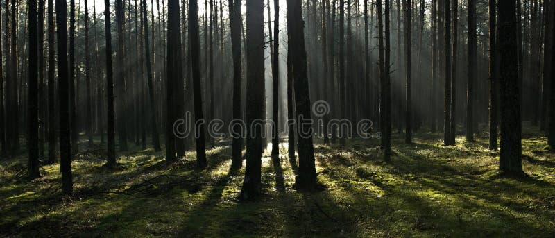 Forest, Ecosystem, Woodland, Spruce Fir Forest Picture. Image: 101541373
