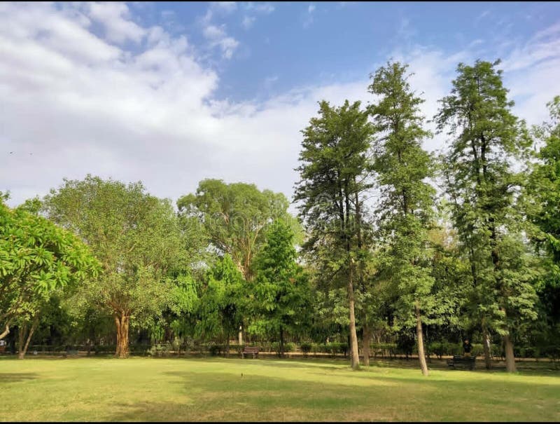 Forest Ecosystems with Open Park and Trees Around Stock Image - Image ...