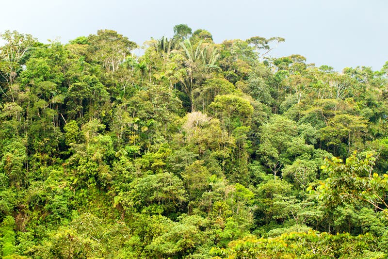 Forest in Ecuadorian Amazonia Tropical Denso Foto de Stock - Imagem de ...