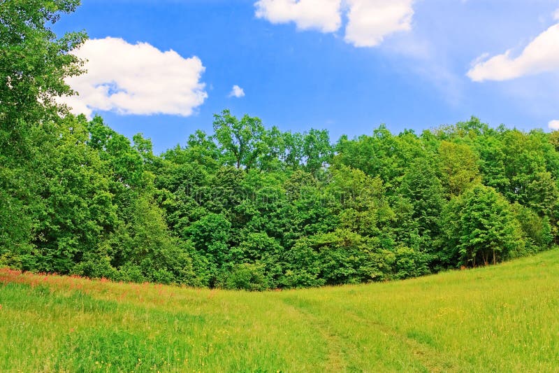Edge of the Forest stock photo. Image of pristine, dappled - 15919642