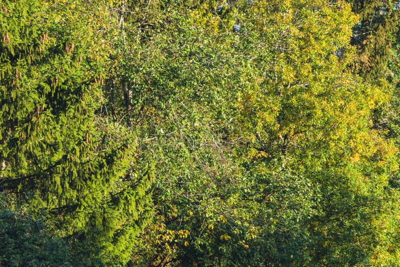 Forest edge in autumn stock image. Image of lush, forest - 238952825