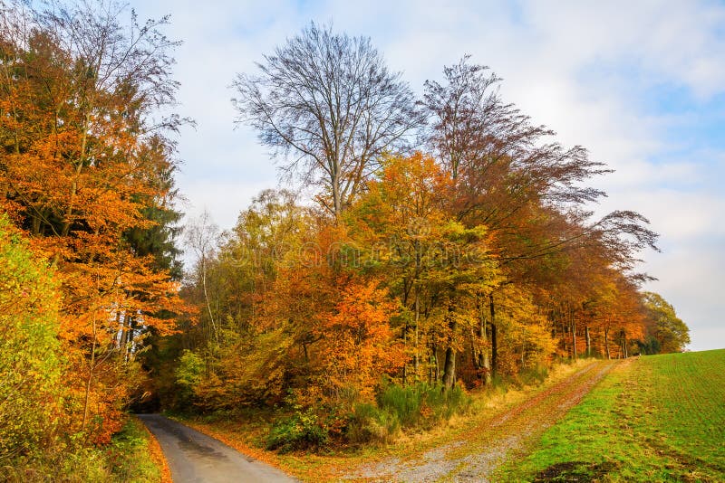 Forest Edge with Autumn Colored Trees Stock Photo - Image of fall ...