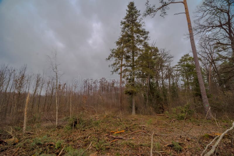 Mixed Forest Against the Background of a Cloudy Rainy Sky in Early ...