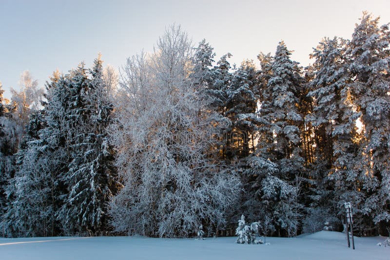 Forest Edge Covered with Snow after Heavy Blizzard Stock Image - Image ...