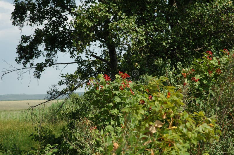 Forest edge stock image. Image of nature, beautifully - 78904461