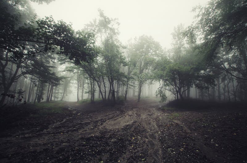 Forest edge with fog stock photo. Image of edge, environment - 77864742