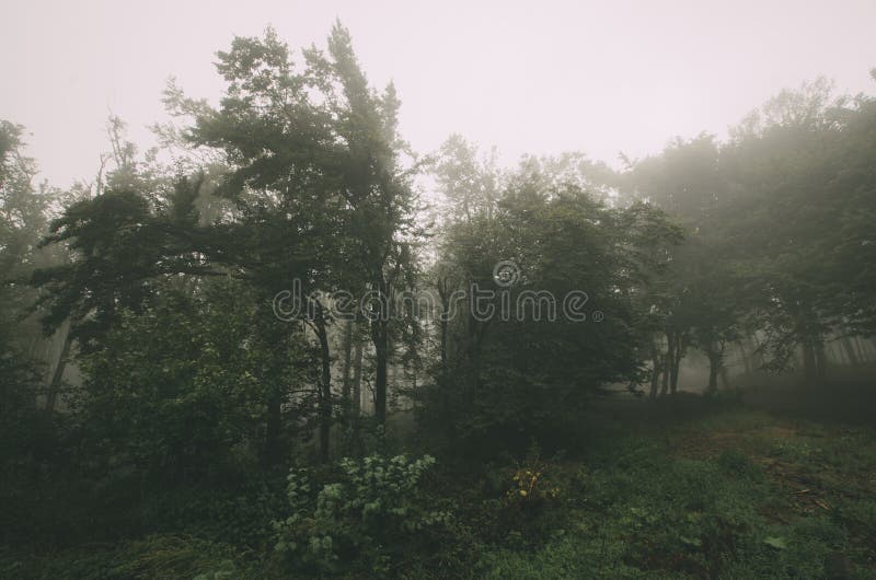 Forest Edge with Wildflowers Stock Photo - Image of small, bordered ...