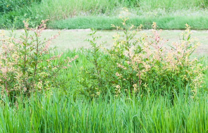 Fresh plant fence stock image. Image of birch, scenery - 22426119