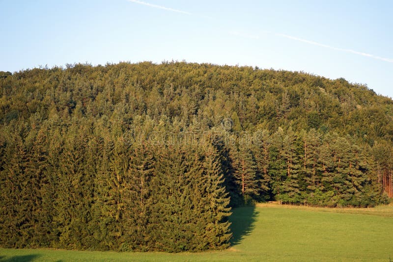 Forest edge stock photo. Image of beauty, pine, snowing - 65013598