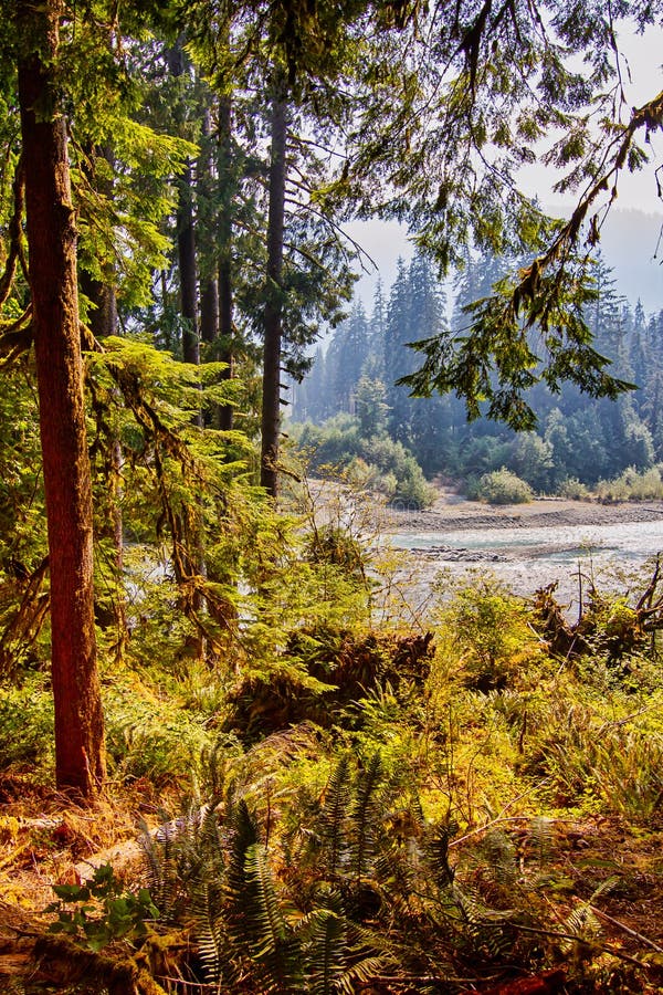 Forest Edge Overlooking River Basin Below in Summer Stock Image - Image ...