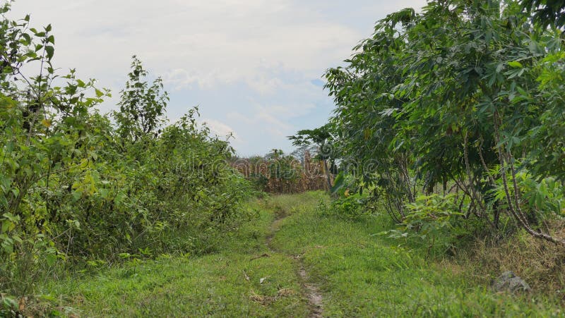 Forest Edge Path with Lots of Tall Green Weeds Stock Photo - Image of ...