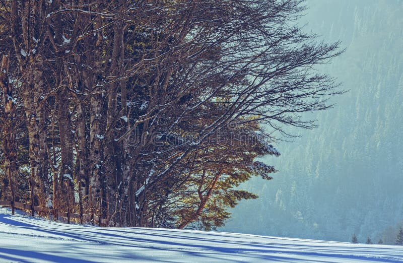Forest edge and snow stock photo. Image of quiet, environment - 84515870