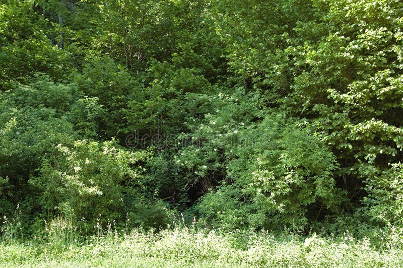 Forest Edge in Spring with Flowering Elder Bushes Stock Image - Image ...