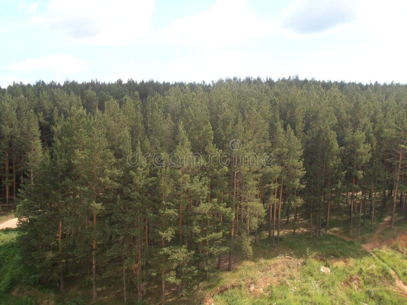 The forest edge stock image. Image of view, branch, nature - 132179549