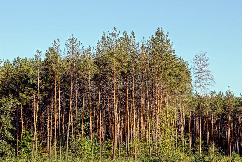 Pine Trees at the Edge of a Forest in the Background of Clouds Stock ...