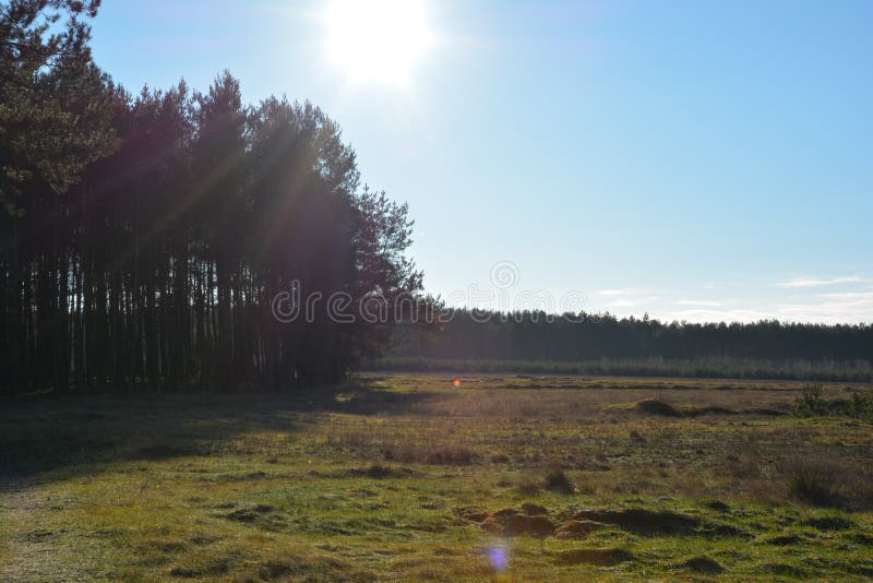 Forest edge stock image. Image of pine, landscape, edge - 48646463