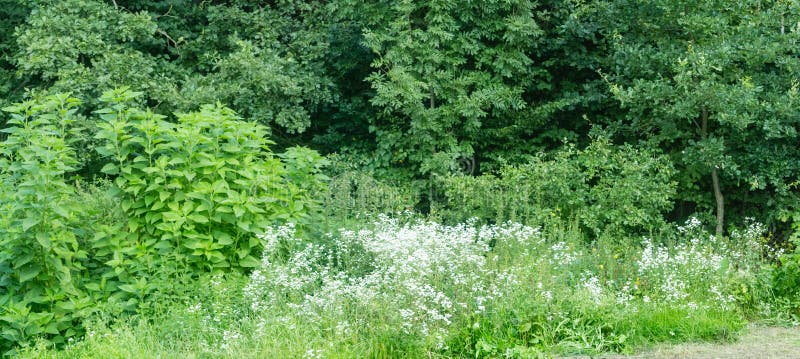 Forest Edge with White Flowers Stock Photo - Image of yellow, botany ...