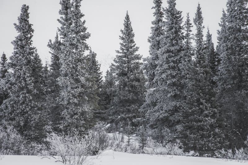 The forest edge in winter stock image. Image of snowflake - 197332601