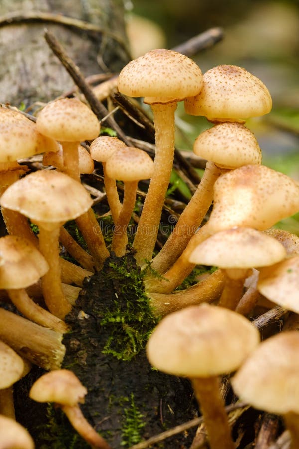 Forest Edible Mushrooms, Honey Mushrooms, Grow in the Forest on an Old ...