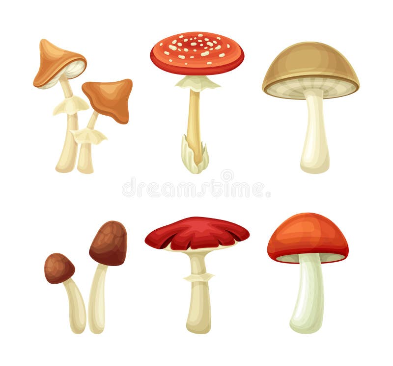 Forest Edible and Poisonous Mushrooms Types Set Vector Illustration ... Forest Edible and Poisonous Mushrooms Types Set Vector Illustration ...