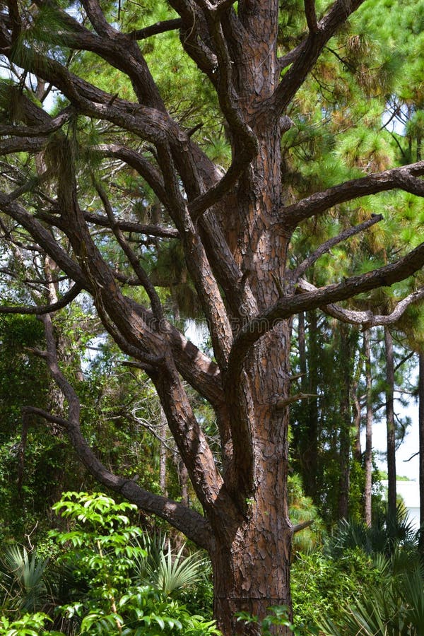 Forest Endurance and Perseverance. Stock Photo - Image of withstand ...
