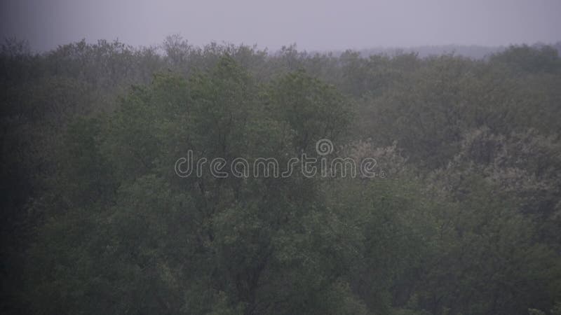 Forest Enduring Heavy Rainfall and Strong Gusts of Wind Stock Footage ...