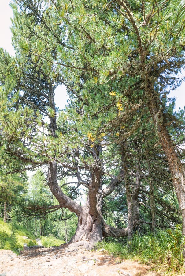 Forest in Engadine Valley Switzerland with Ancient Stone Pine Stock ...