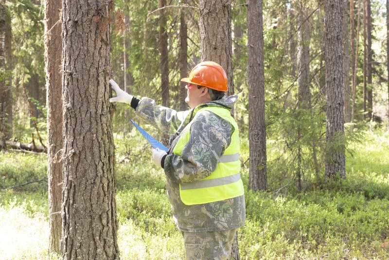 A Forest Engineer Conducts a Survey of the Forest for Logging Stock ...