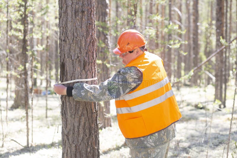 A Forest Engineer Conducts a Survey of the Forest for Logging Stock ...