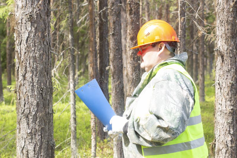 A Forest Engineer Conducts a Survey of the Forest for Logging Stock ...