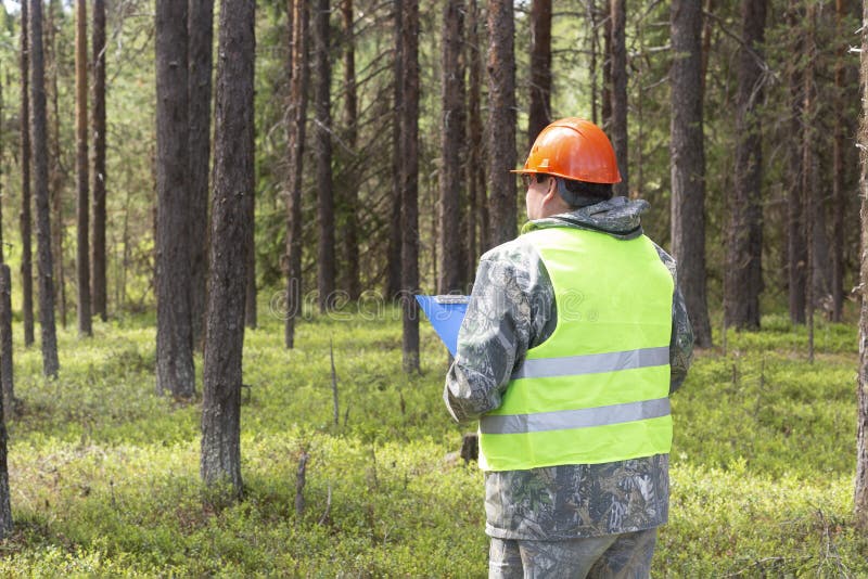 A Forest Engineer Conducts a Survey of the Forest for Logging Stock ...
