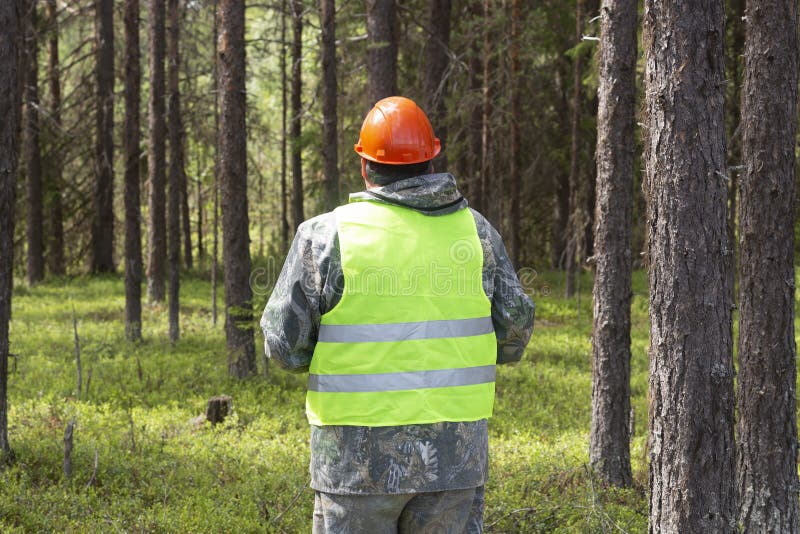 A Forest Engineer Conducts a Survey of the Forest for Logging Stock ...