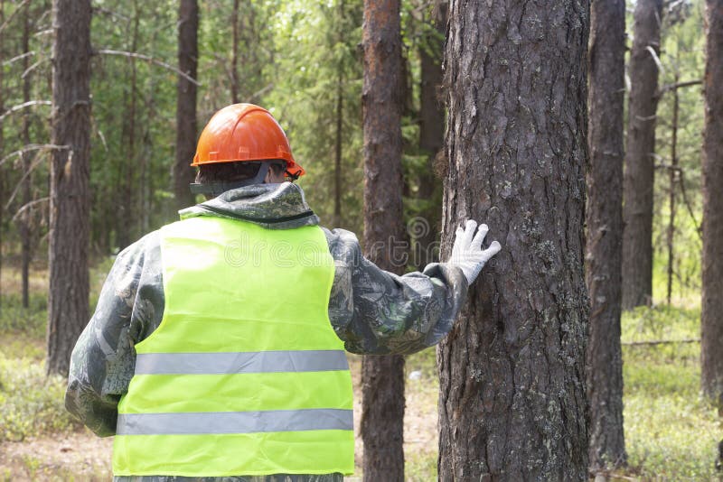 A Forest Engineer Conducts a Survey of the Forest for Logging Stock ...