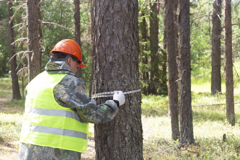 A Forest Engineer Conducts a Survey of the Forest for Logging Stock ...