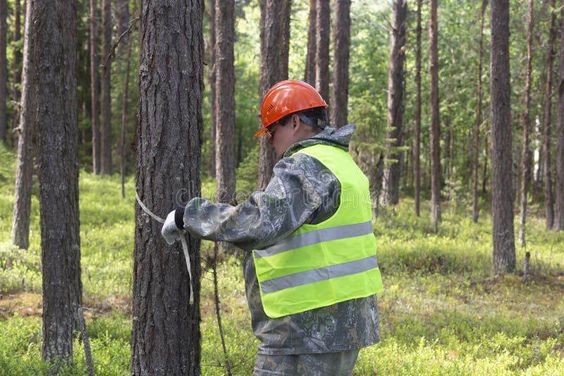 A Forest Engineer Conducts a Survey of the Forest for Logging Stock ...