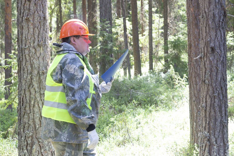 A Forest Engineer Conducts a Survey of the Forest for Logging Stock ...