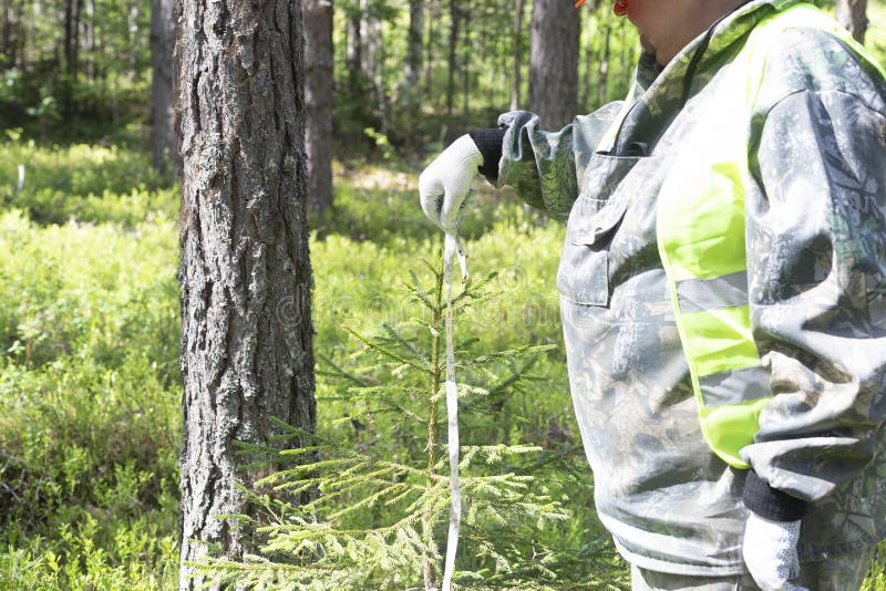 A Forest Engineer Conducts a Survey of the Forest for Logging Stock ...