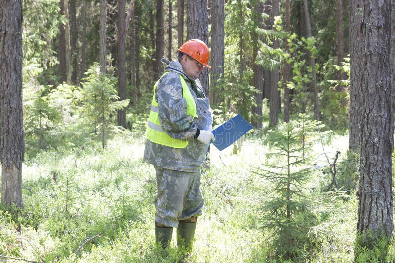 A Forest Engineer Conducts a Survey of the Forest for Logging Stock ...