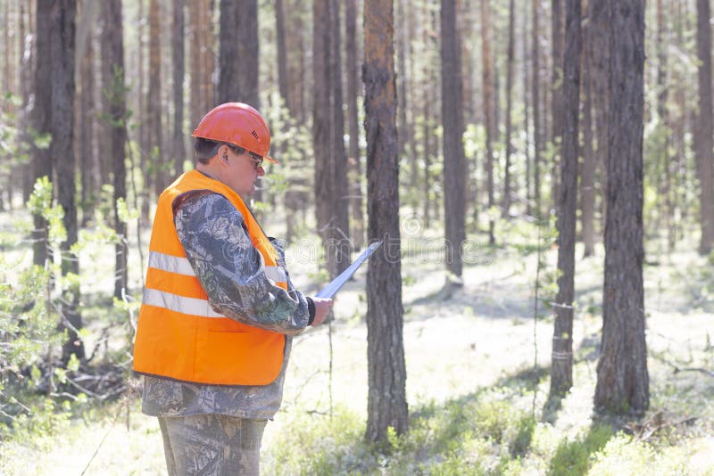 A Forest Engineer Conducts a Survey of the Forest for Logging Stock ...